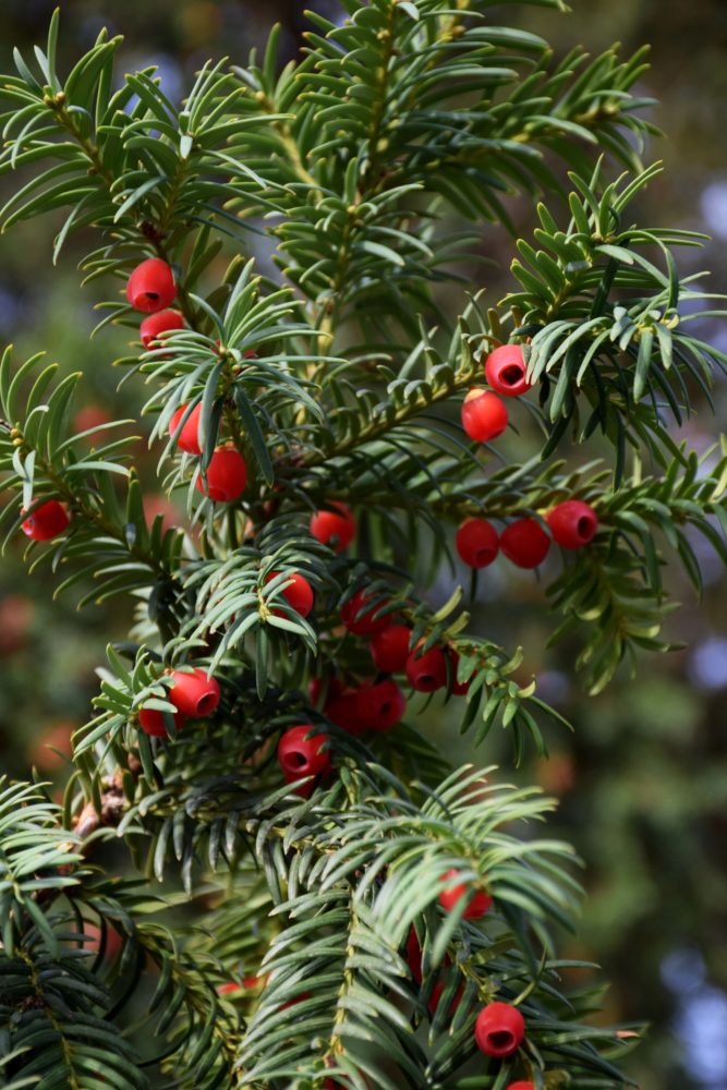 Taxus snoeien? Alles wat jij wilt weten over de taxus!